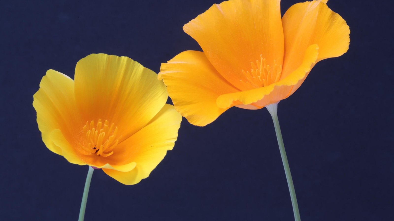 ddjhd.com WHOIS查询 - whois.namesilo.com | 全民博客：域名WHOIS查询工具