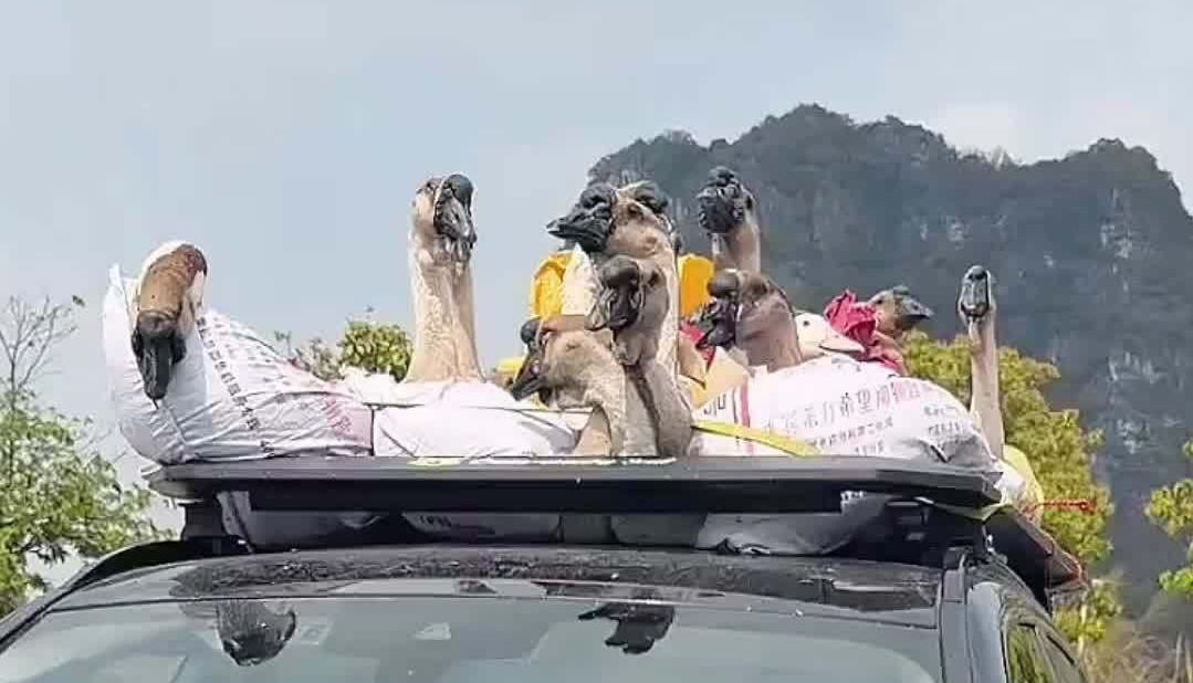 宝马载21只禽类返程