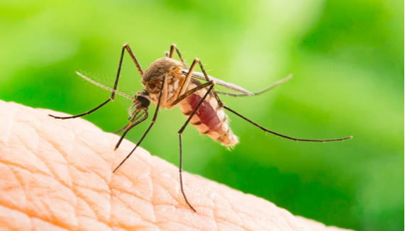 今年蚊子史诗级加强